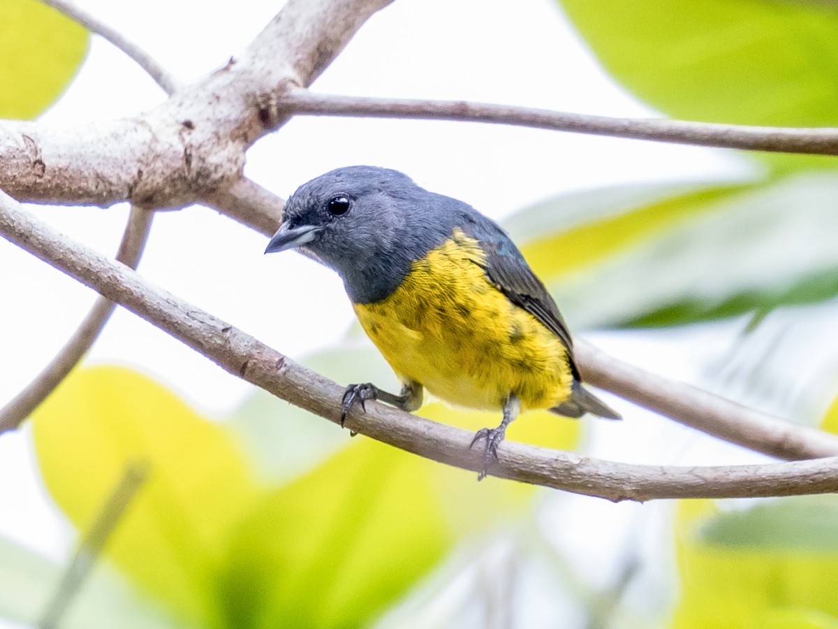Plumbeous Euphonia - Euphonia plumbea - Birds of the World