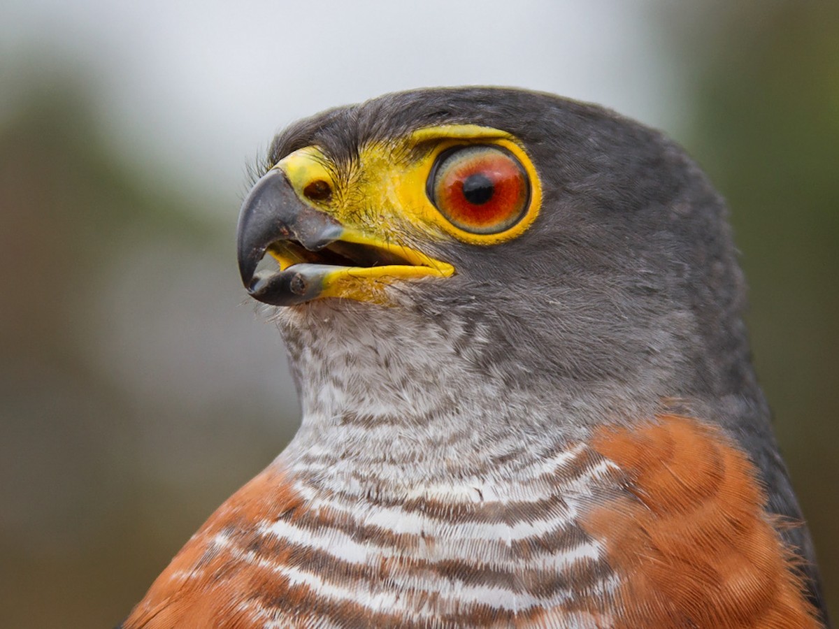Chestnut-flanked Sparrowhawk - Accipiter castanilius - Birds of the World