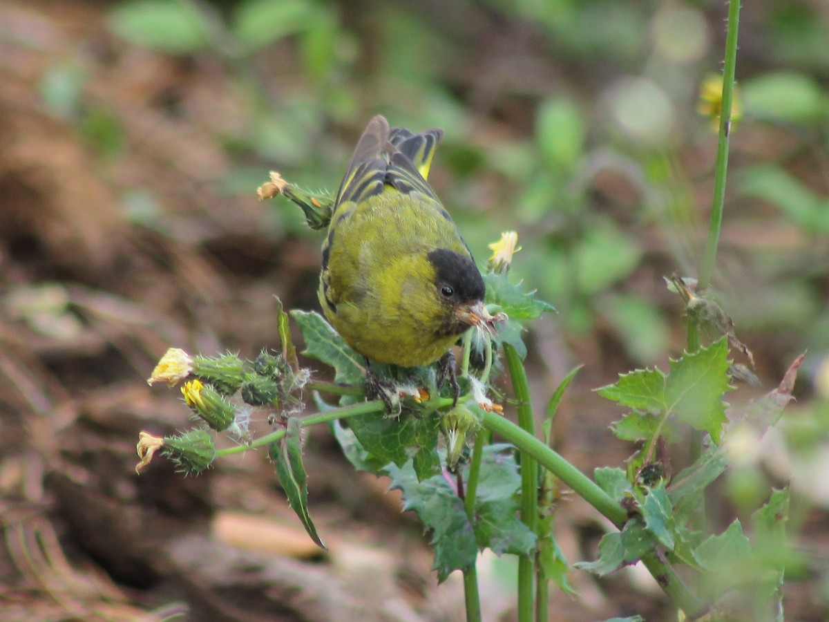 Black-capped Siskin - Spinus atriceps - Birds of the World