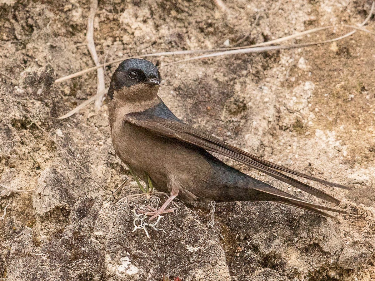 Brown-bellied Swallow - Orochelidon murina - Birds of the World
