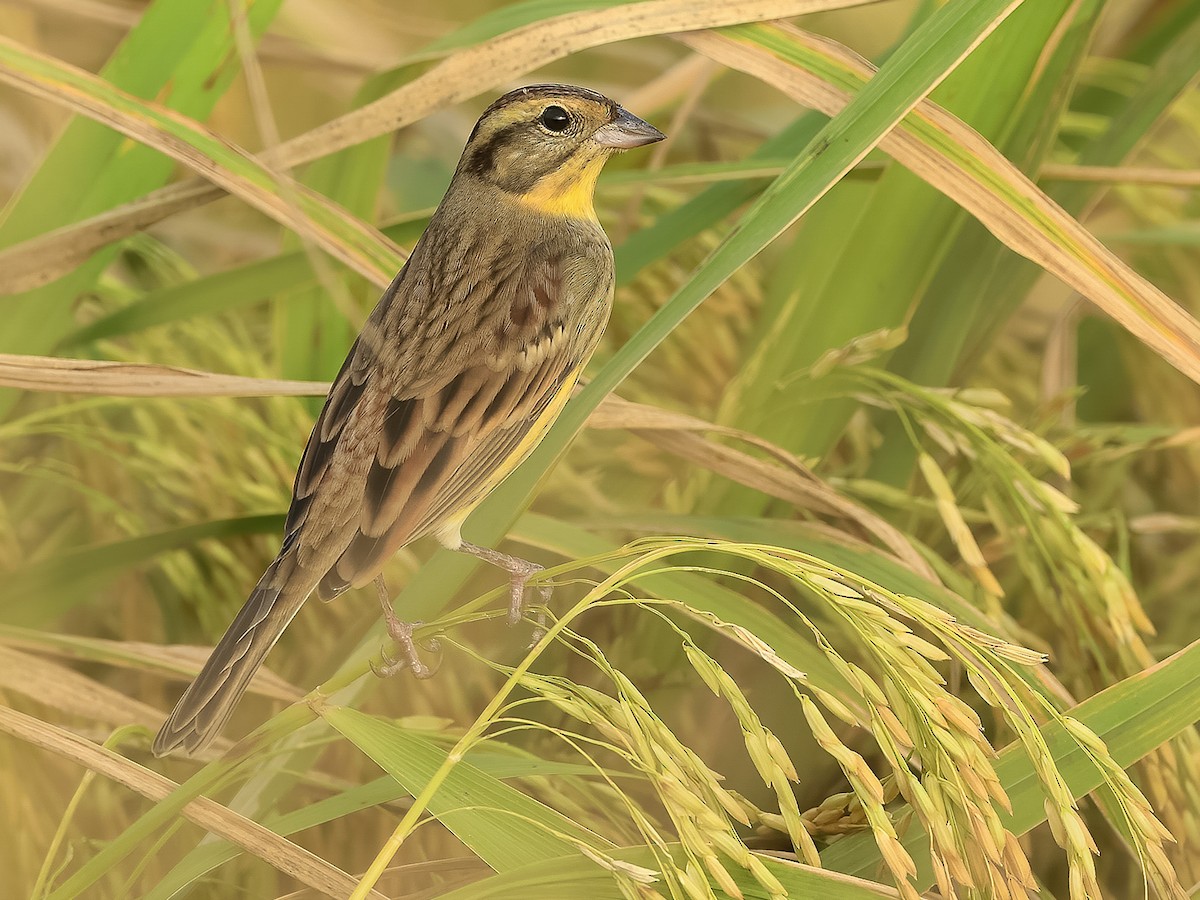 Yellow-breasted Bunting - Emberiza aureola - Birds of the World