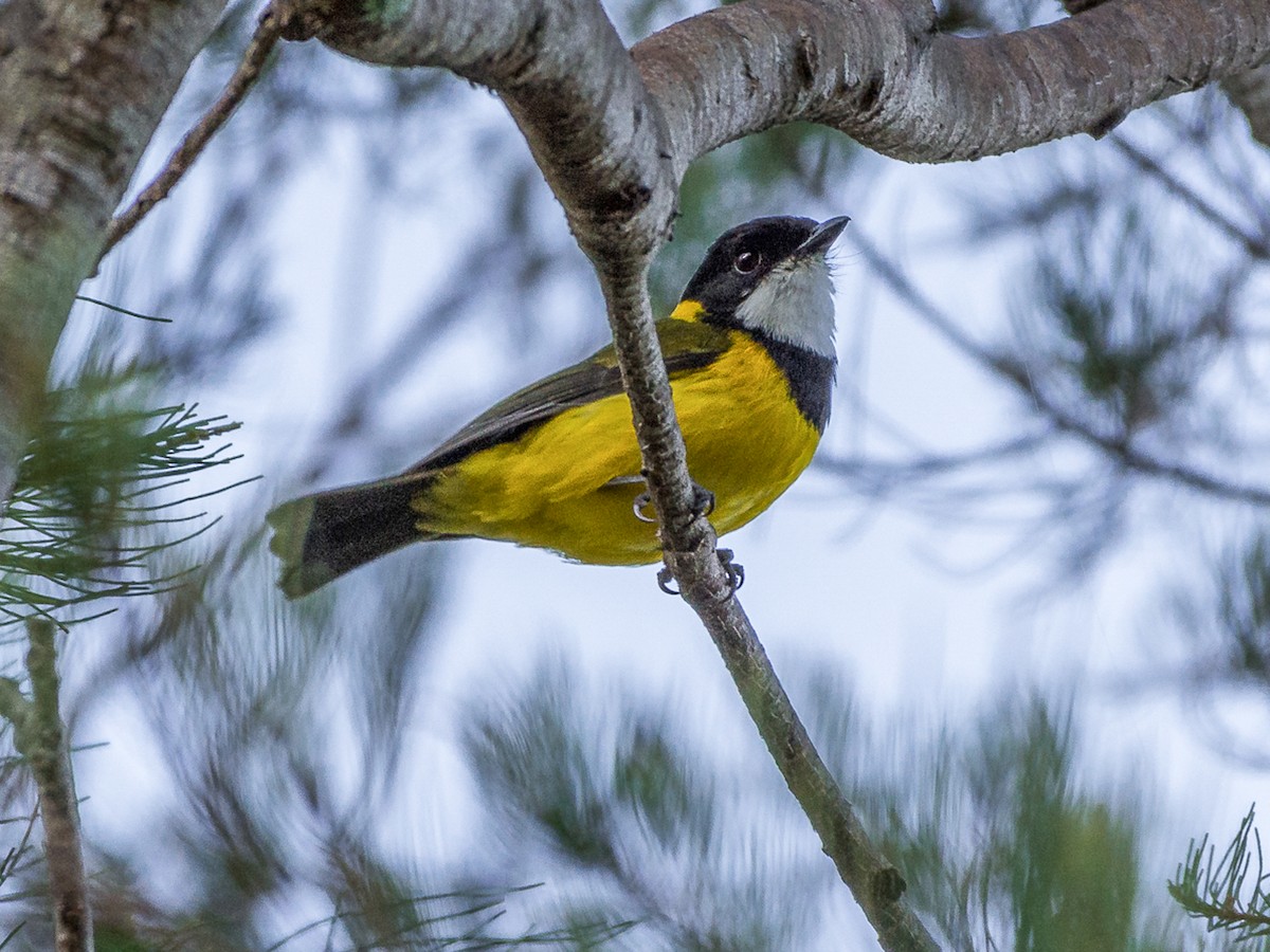 Baliem Whistler - Pachycephala balim - Birds of the World