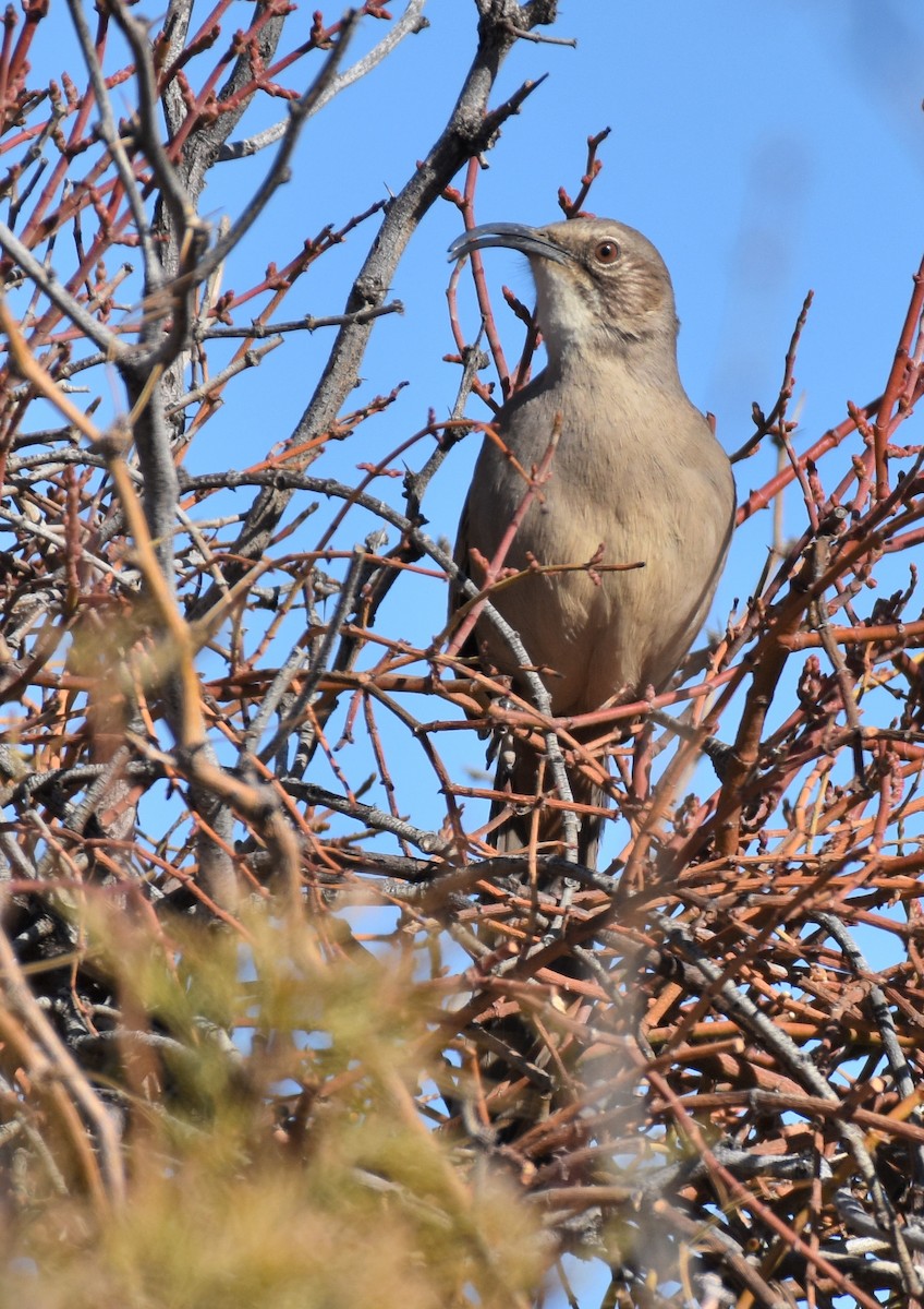 Cuitlacoche Californiano x Culirrojo (híbrido) - eBird