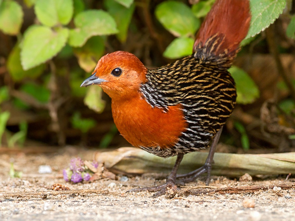 Madagascar Flufftail - Sarothrura insularis - Birds of the World