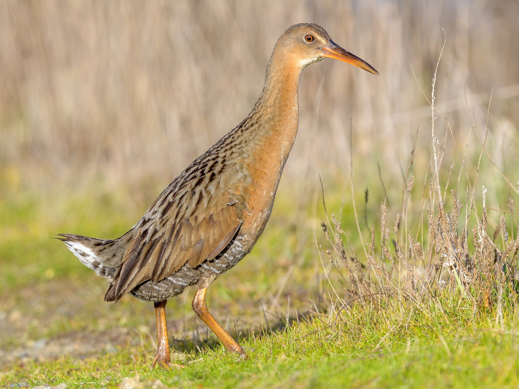 Ridgway's Rail - eBird