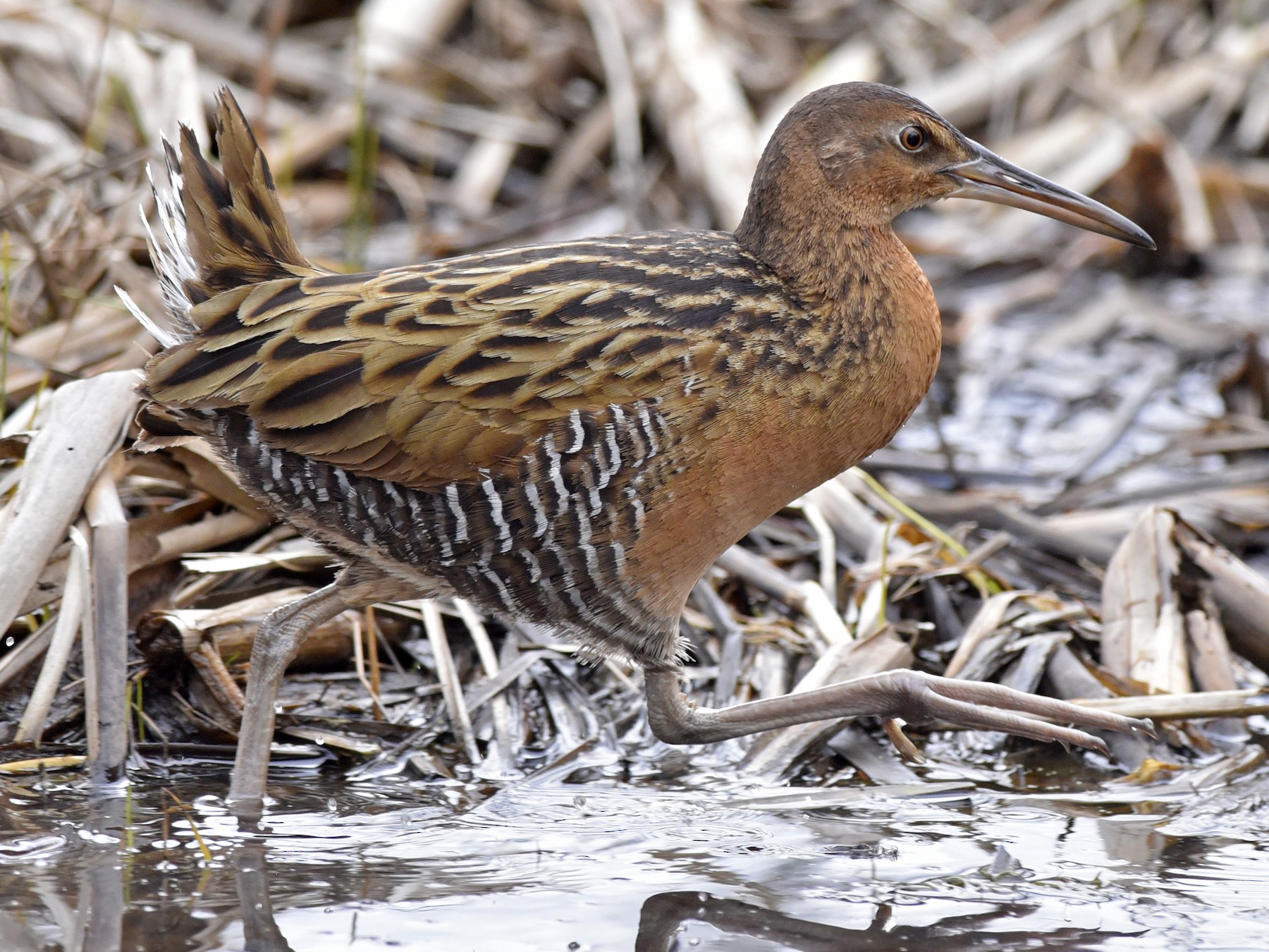 King Rail - eBird