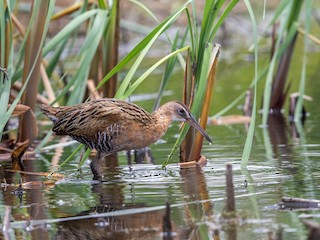 King Rail - eBird