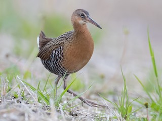 King Rail - eBird