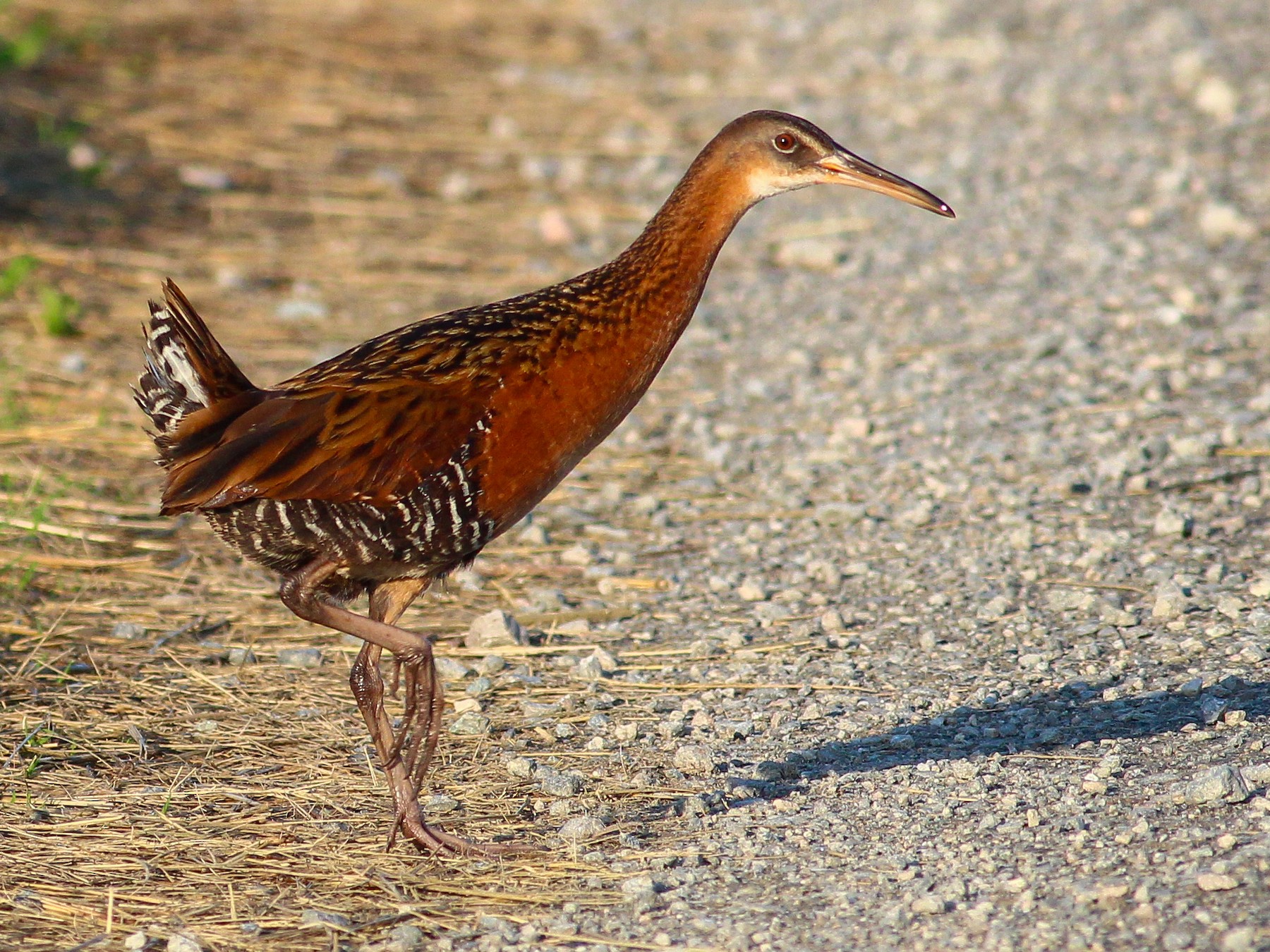 King Rail - eBird
