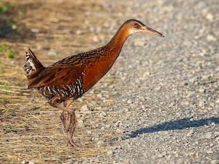 King Rail - eBird