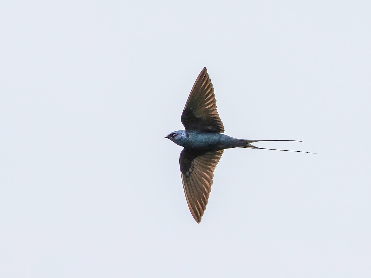 Montane Blue Swallow - Hirundo atrocaerulea - Birds of the World