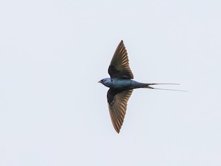 Montane Blue Swallow - Hirundo atrocaerulea - Birds of the World