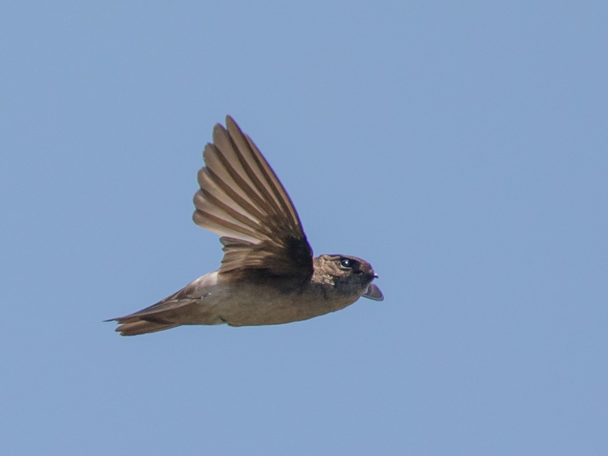 Mascarene Swiftlet - Aerodramus francicus - Birds of the World