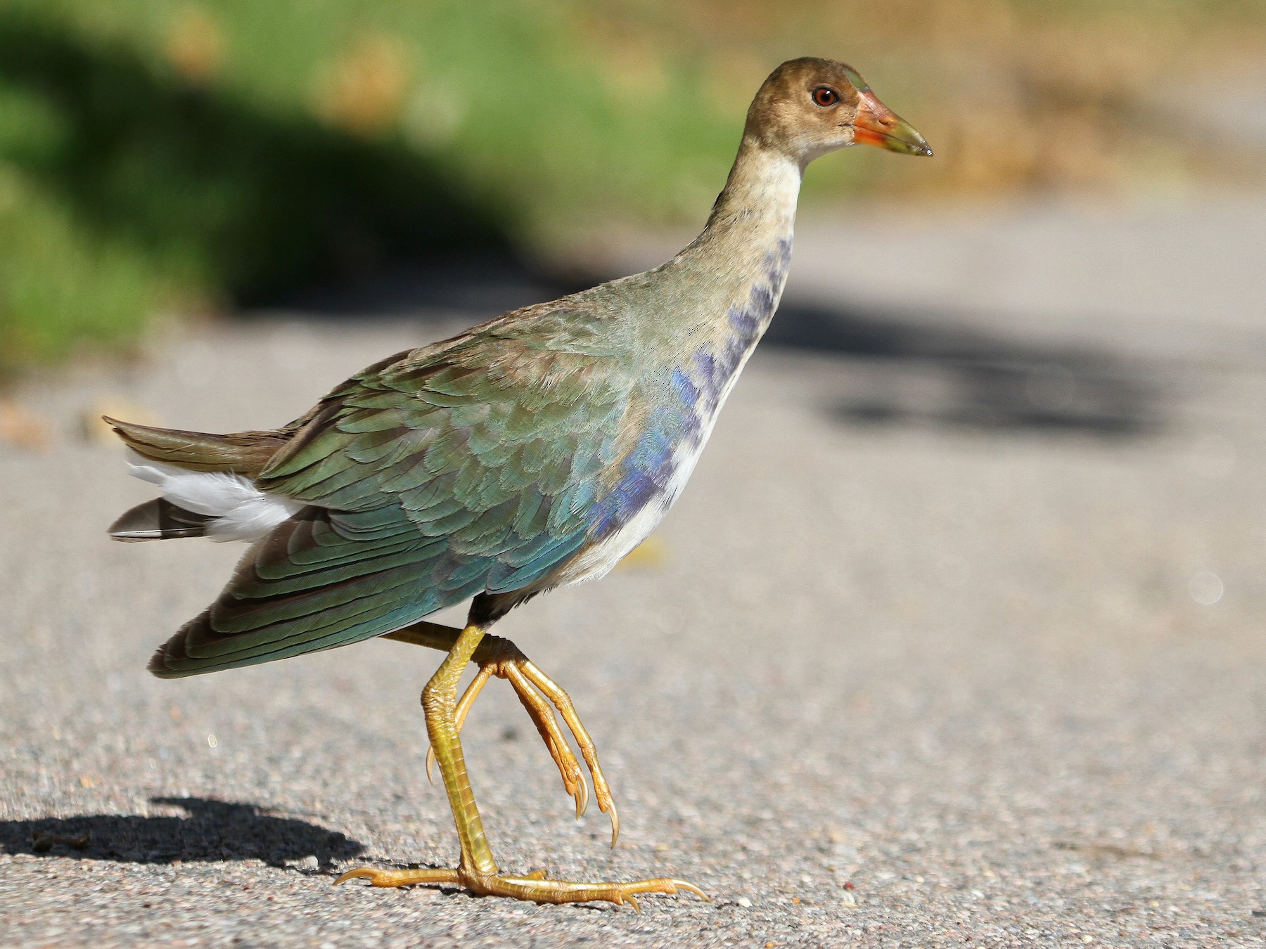 Purple Gallinule - eBird