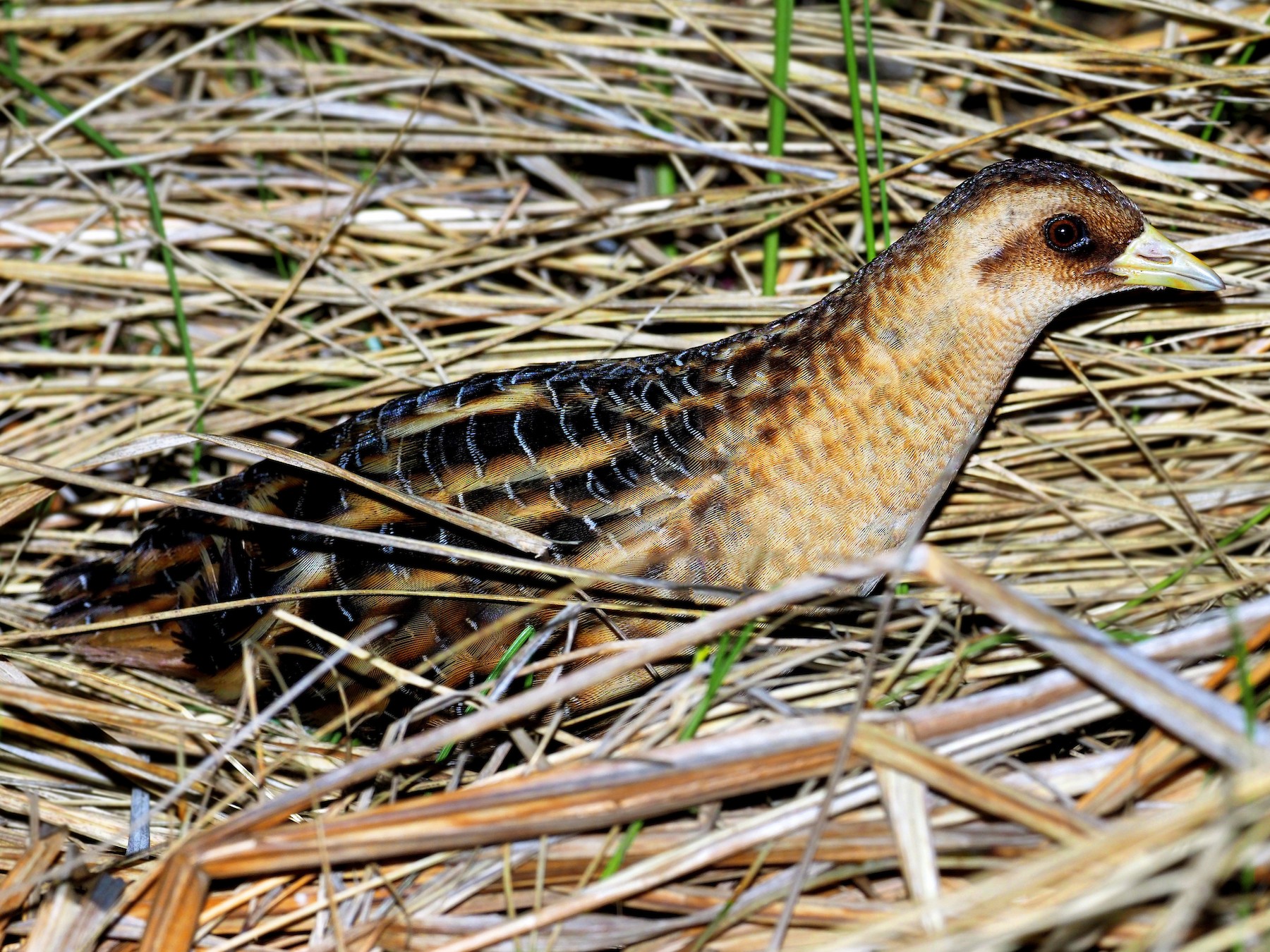 Yellow Rail - eBird