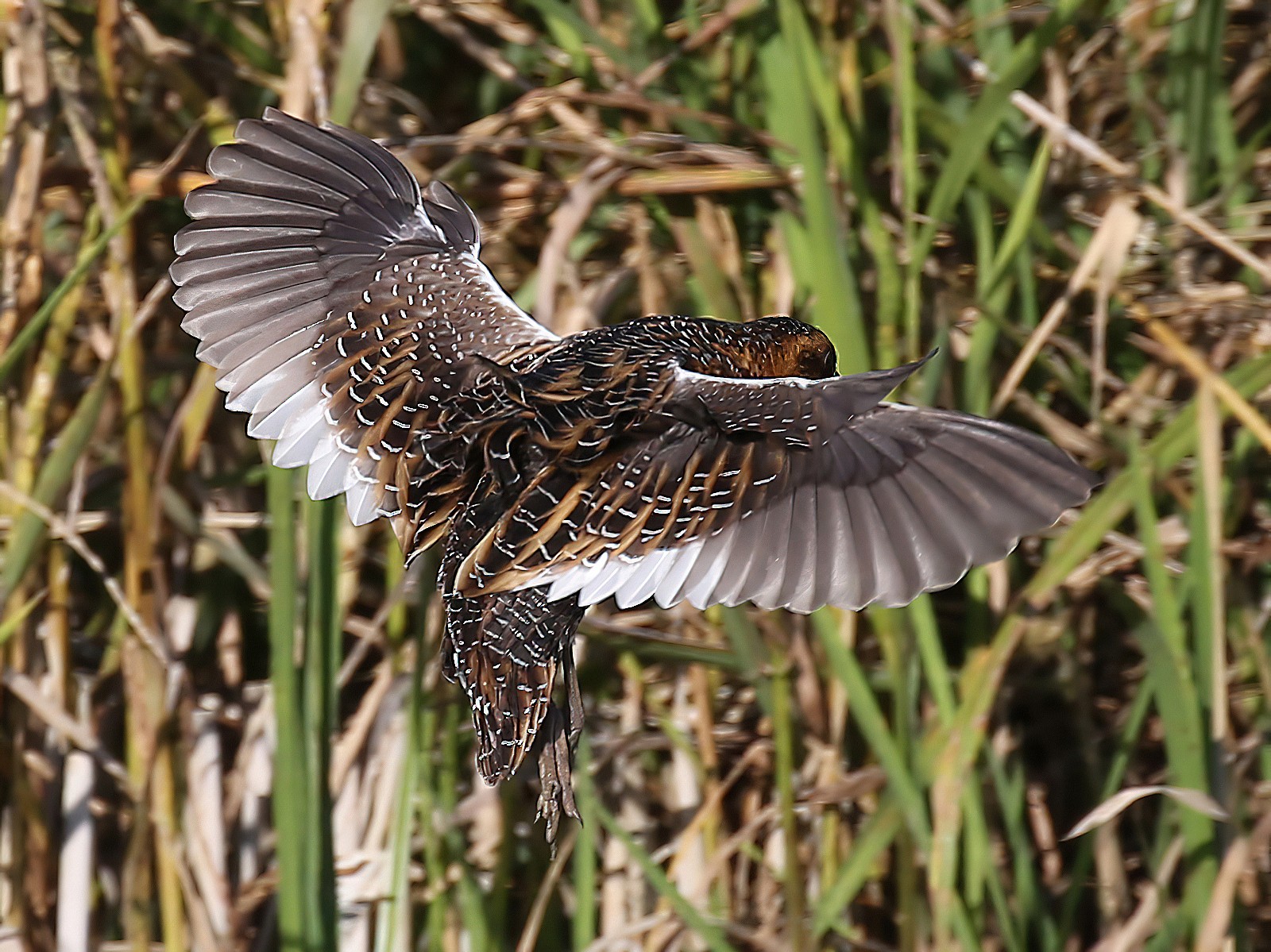 Yellow Rail - eBird
