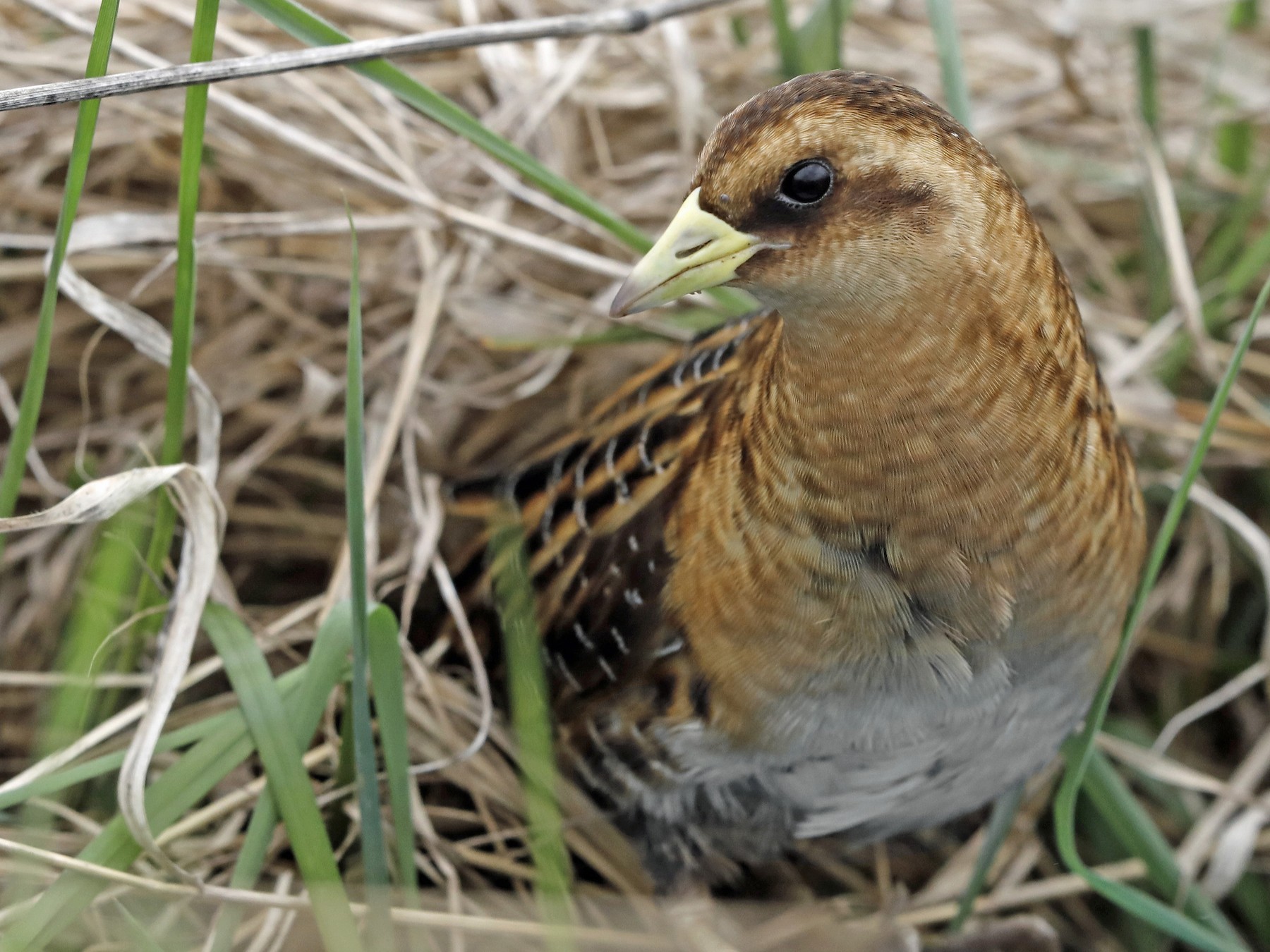 Yellow Rail - eBird