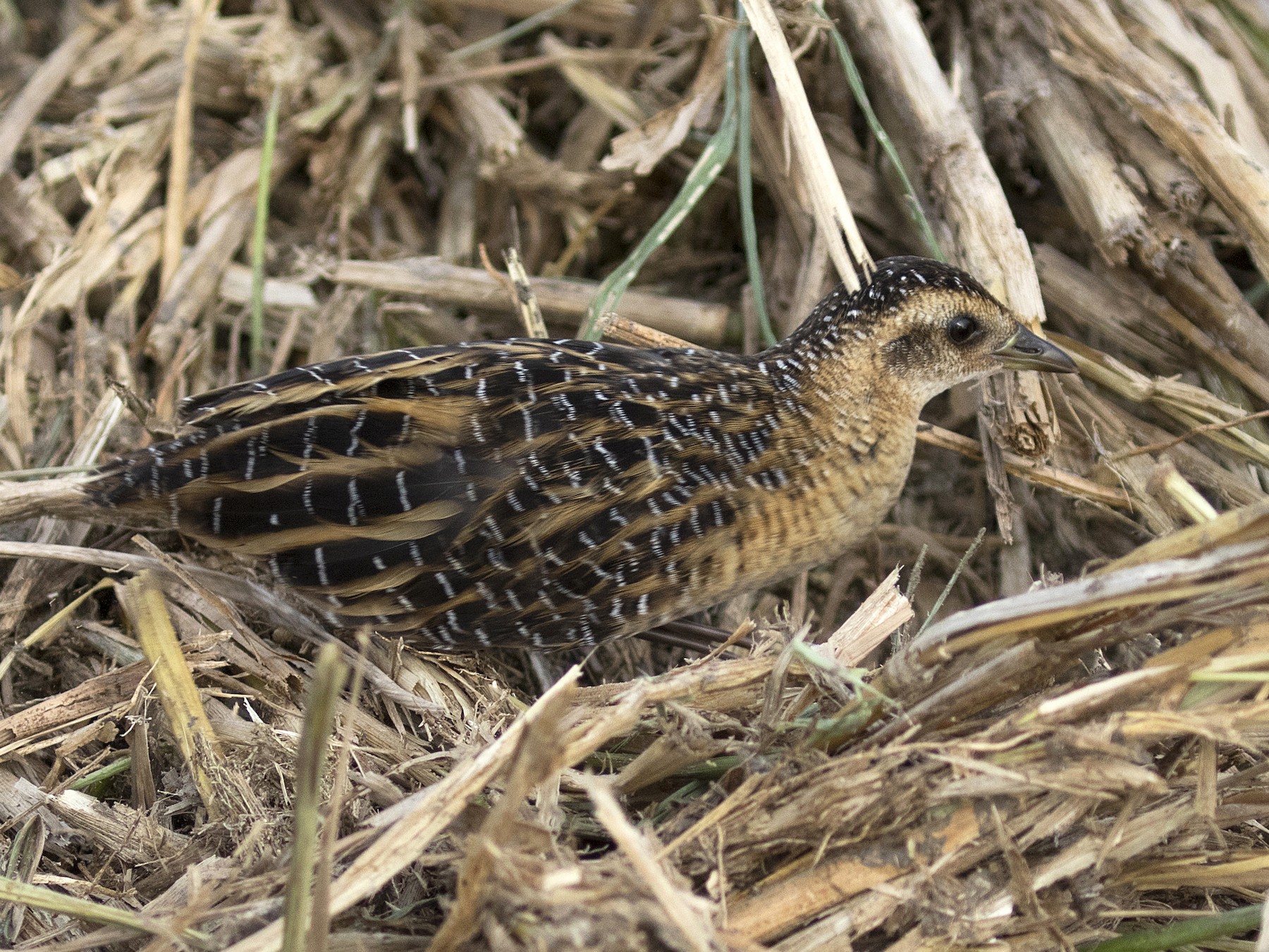 Yellow Rail - eBird