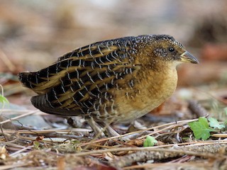 Yellow Rail - eBird