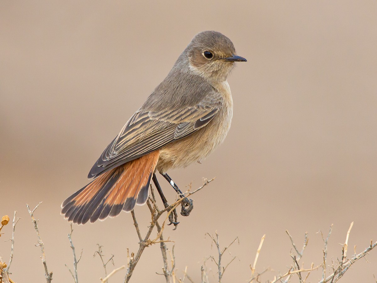 Familiar Chat - Oenanthe familiaris - Birds of the World