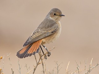 Familiar Chat - Oenanthe familiaris - Birds of the World