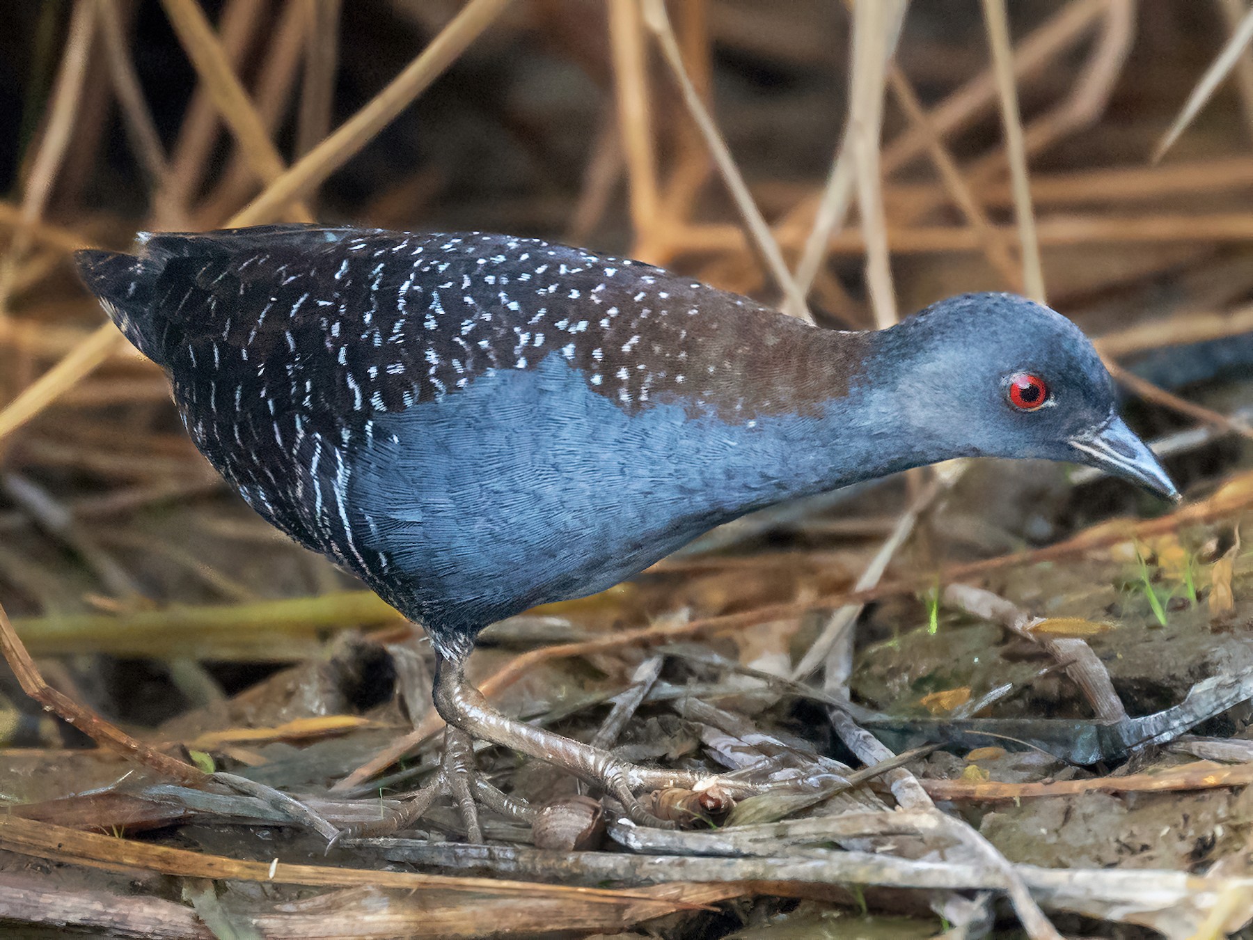 Black Rail - eBird