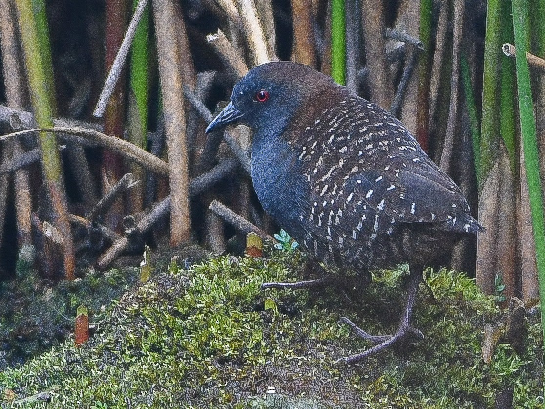 Black Rail - eBird