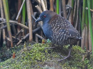 Black Rail - eBird