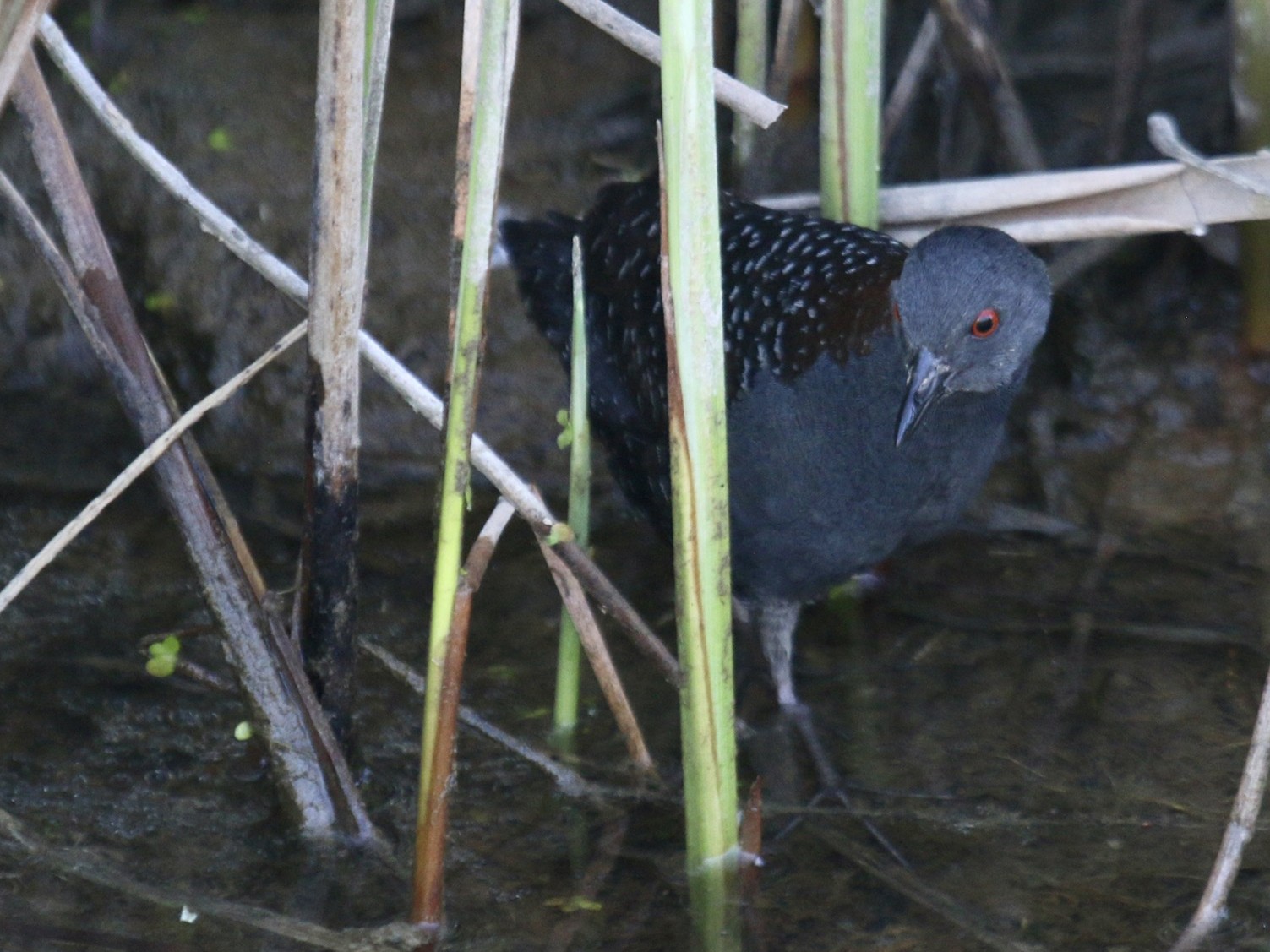 Burrito Cuyano - eBird