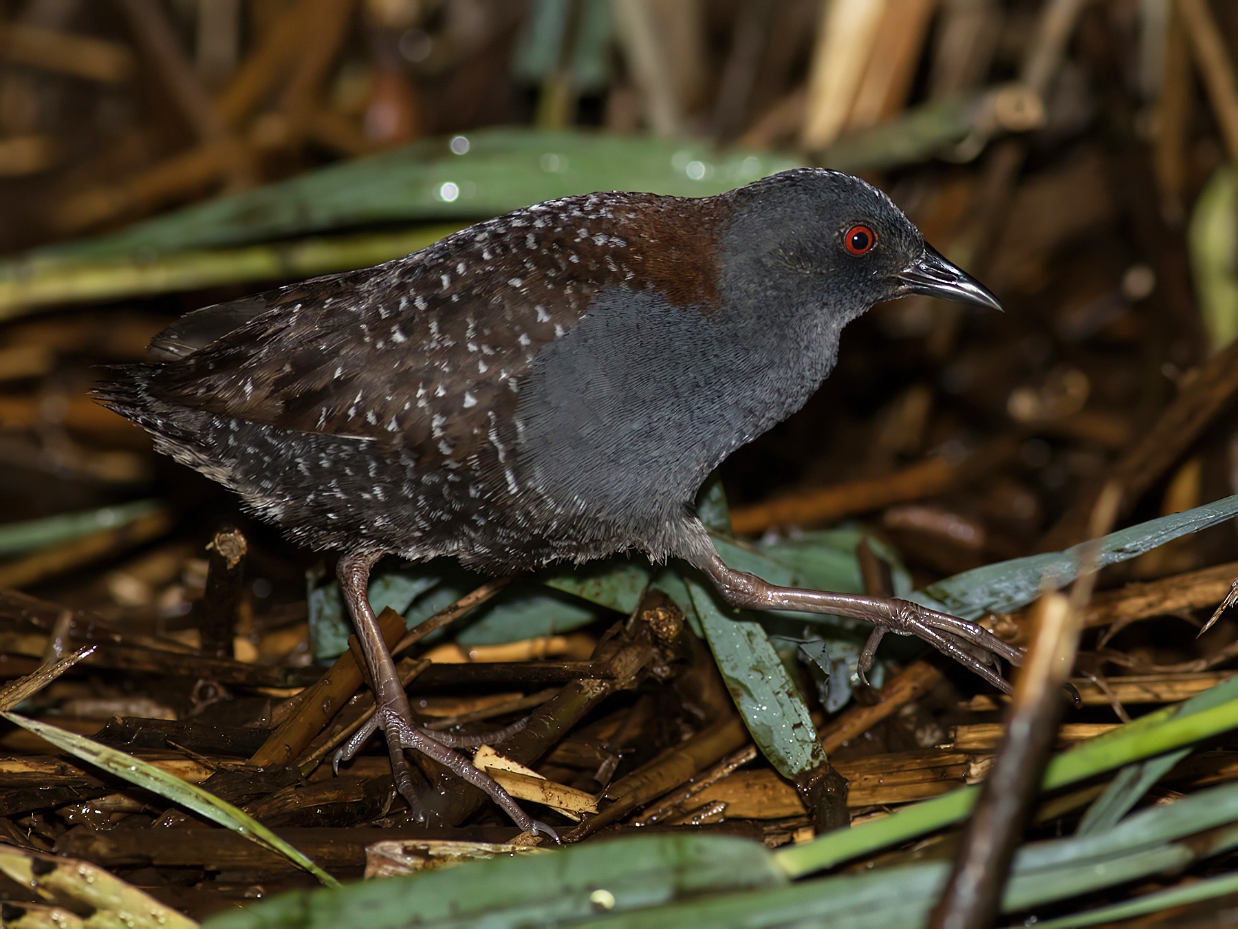 Black Rail - eBird