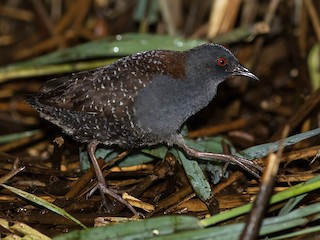 Black Rail - eBird