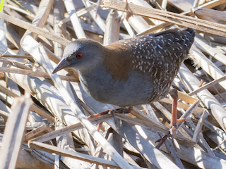 Black Rail - eBird