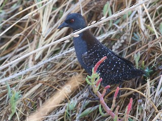Black Rail - eBird