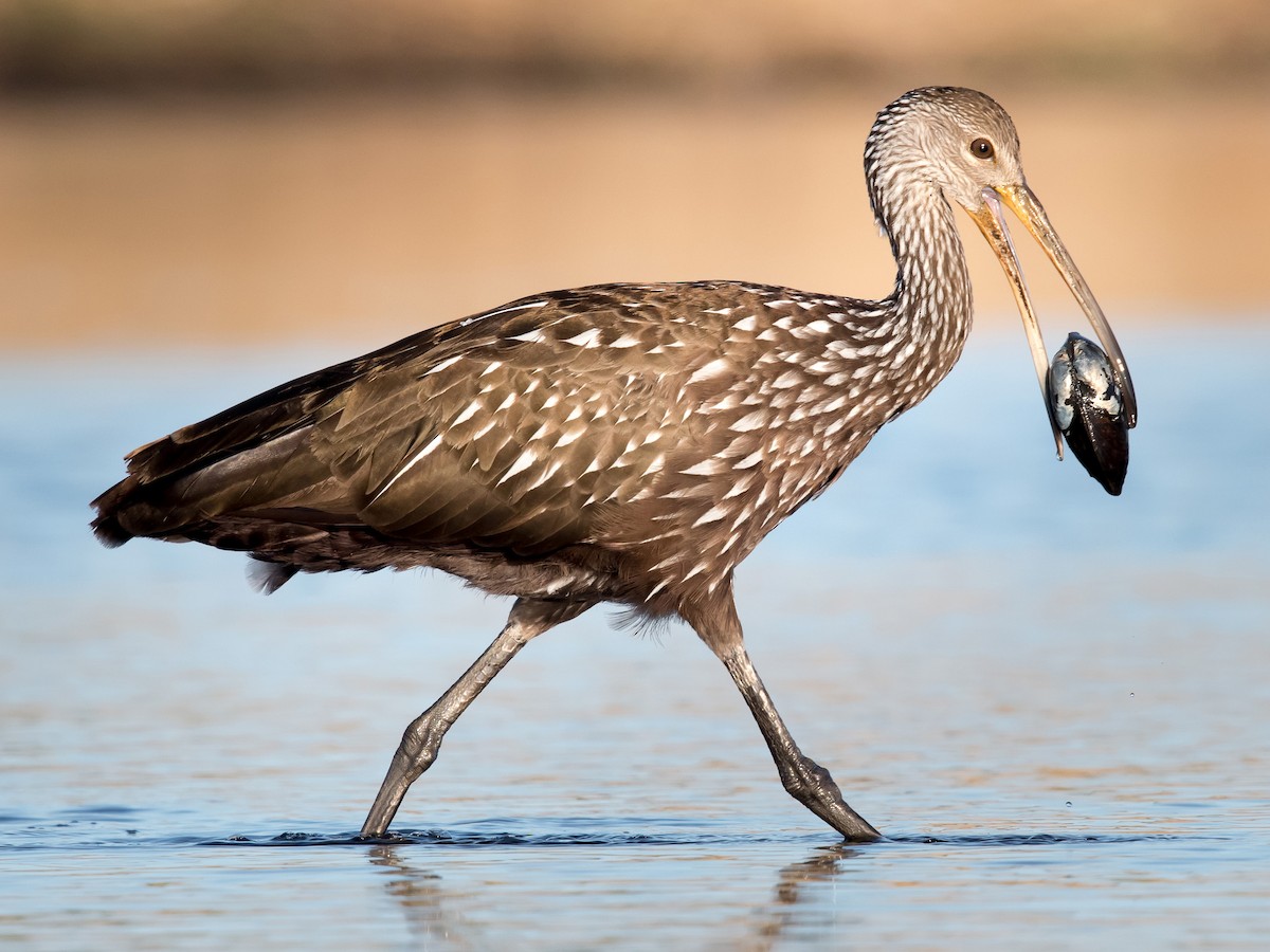 Limpkin Overview | BirdWise ID Quizzes