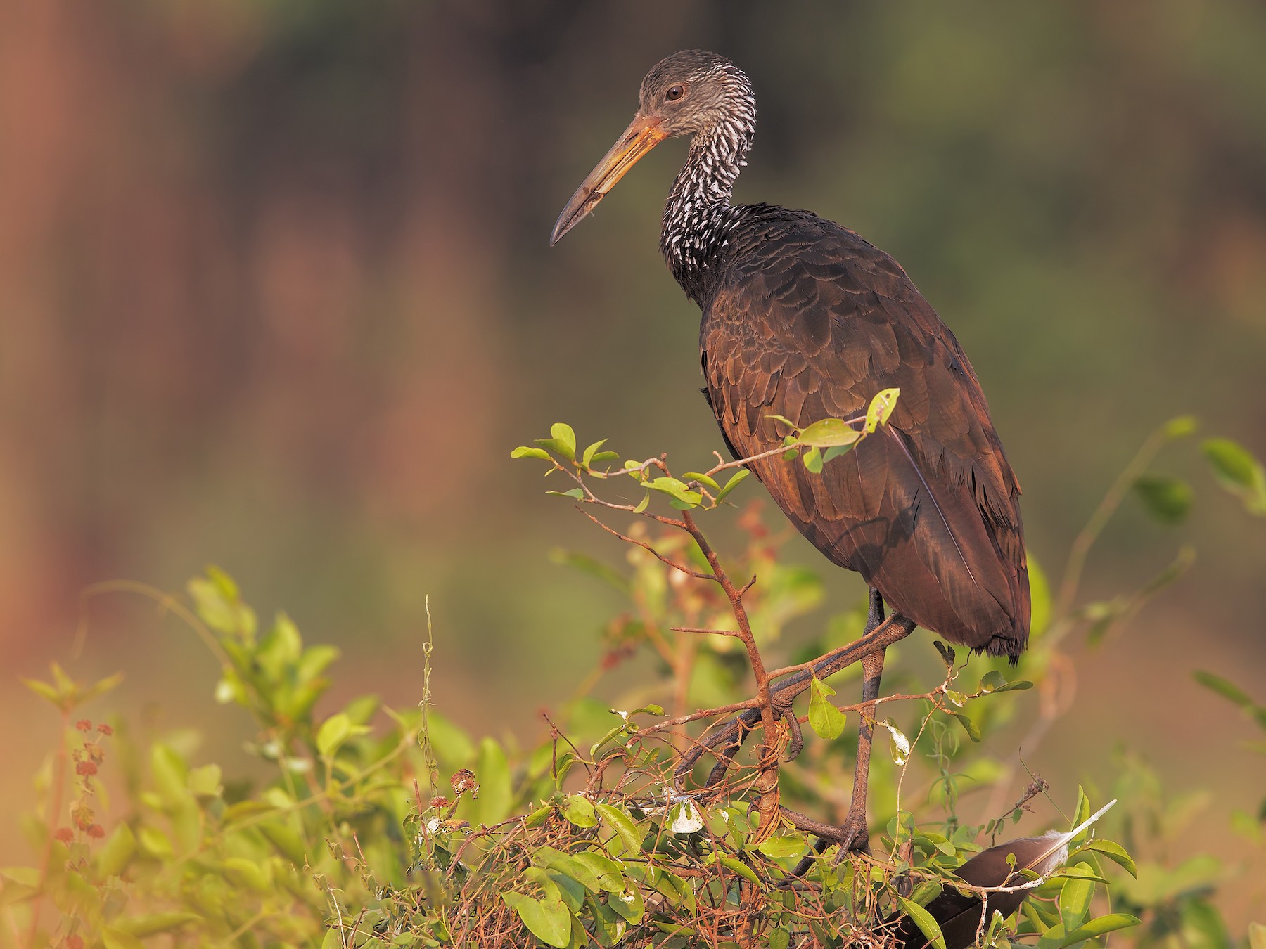 Courlan brun - eBird