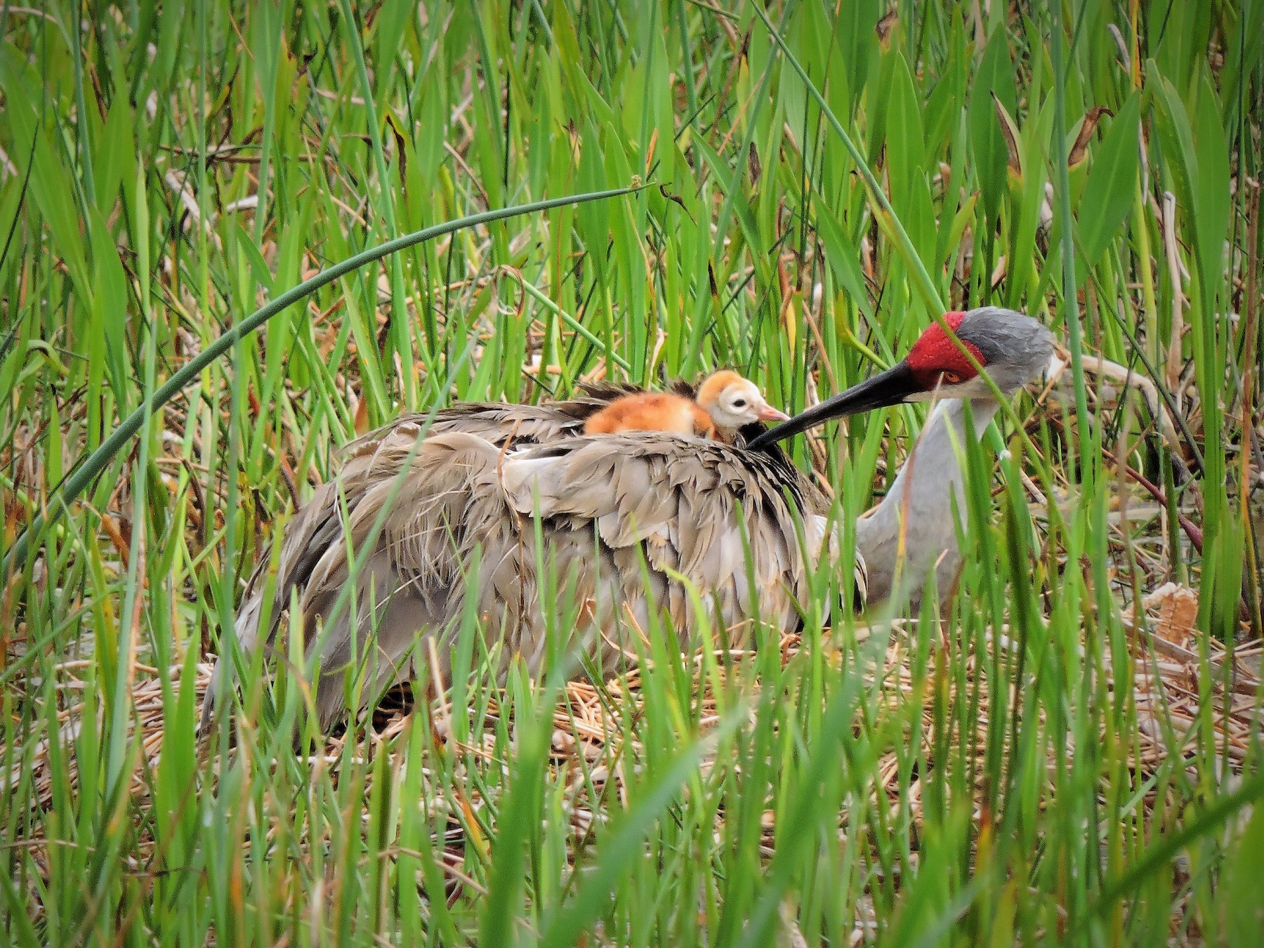 Grulla Gris - eBird