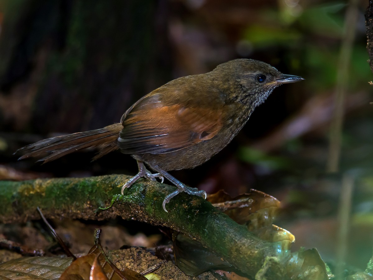 Stripe-breasted Spinetail - Synallaxis cinnamomea - Birds of the World