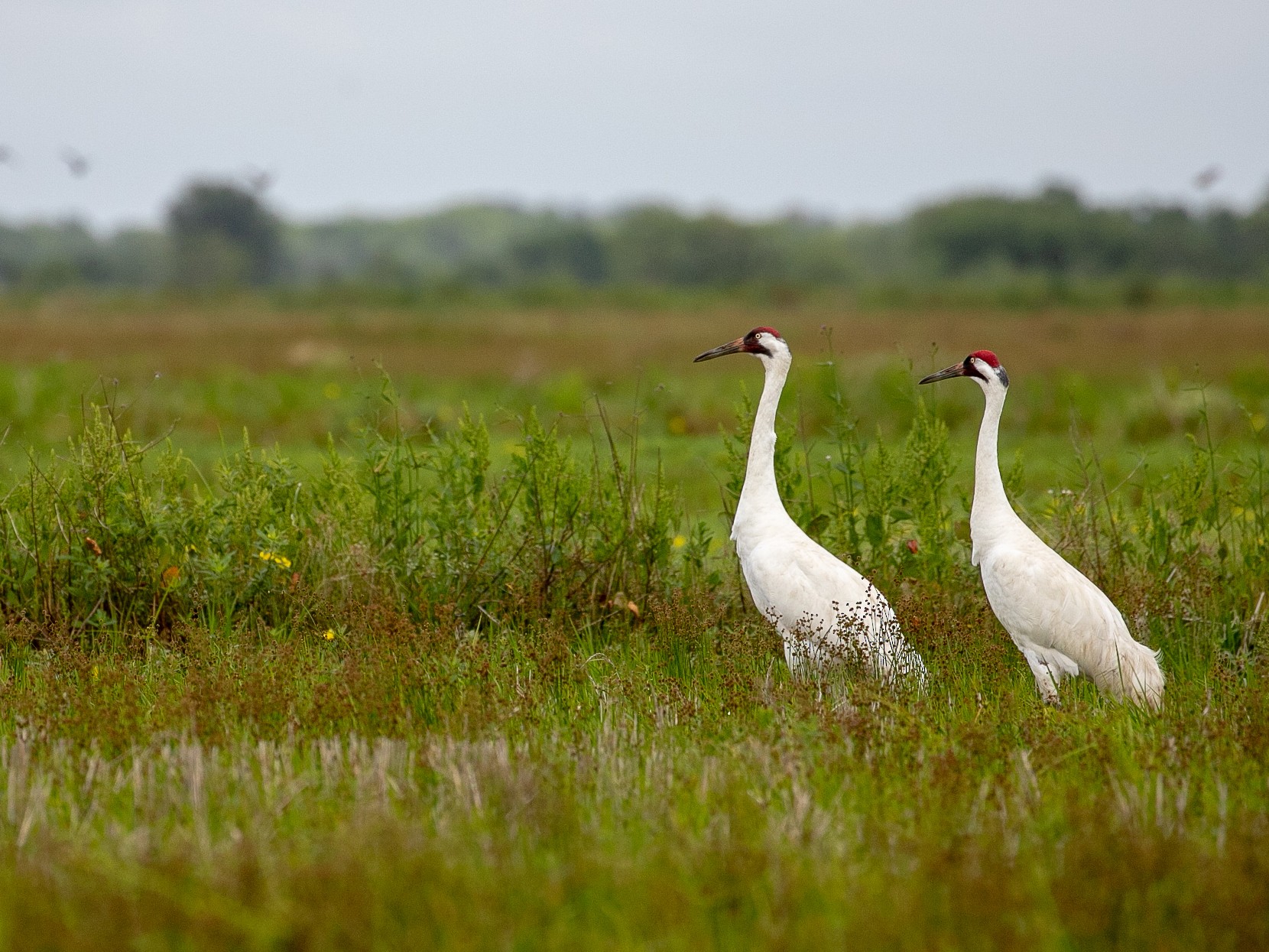 Whooping Crane Bird