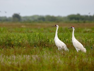 Whooping Crane - eBird