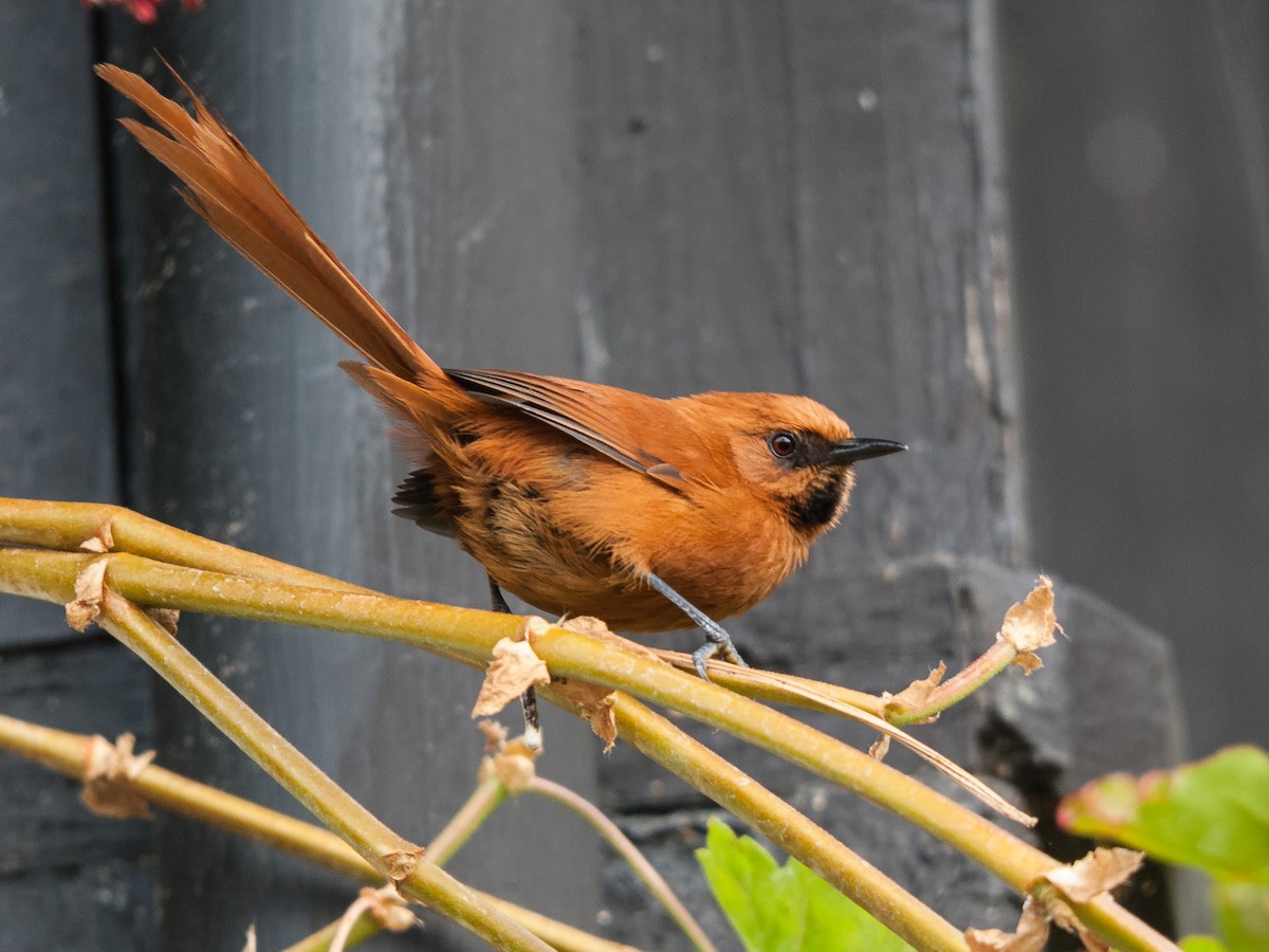 Black-throated Spinetail - Synallaxis castanea - Birds of the World
