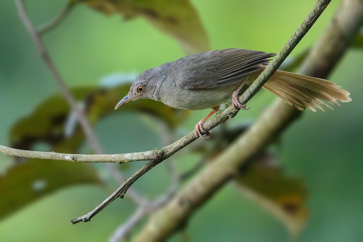 Gray-olive Greenbul - Phyllastrephus cerviniventris - Birds of the World