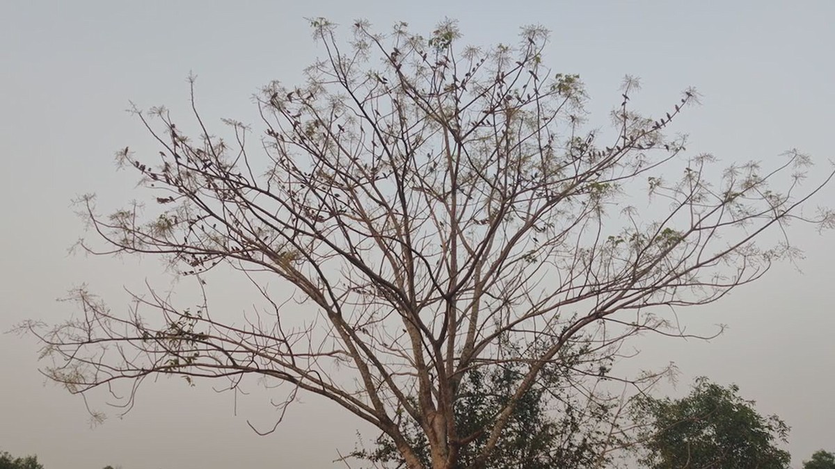 eBird Checklist - 31 Jan 2021 - Kenjar Wetlands, Mangalore - 57 species