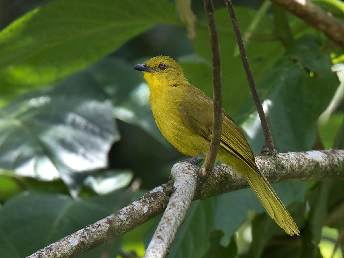 Joyful Greenbul - Chlorocichla laetissima - Birds of the World