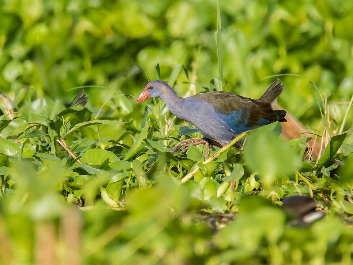 Philippine Swamphen - Porphyrio pulverulentus - Birds of the World