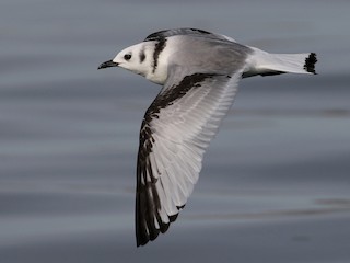Black-legged Kittiwake - eBird