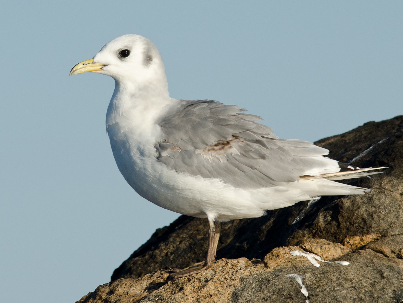 Black-legged Kittiwake - eBird