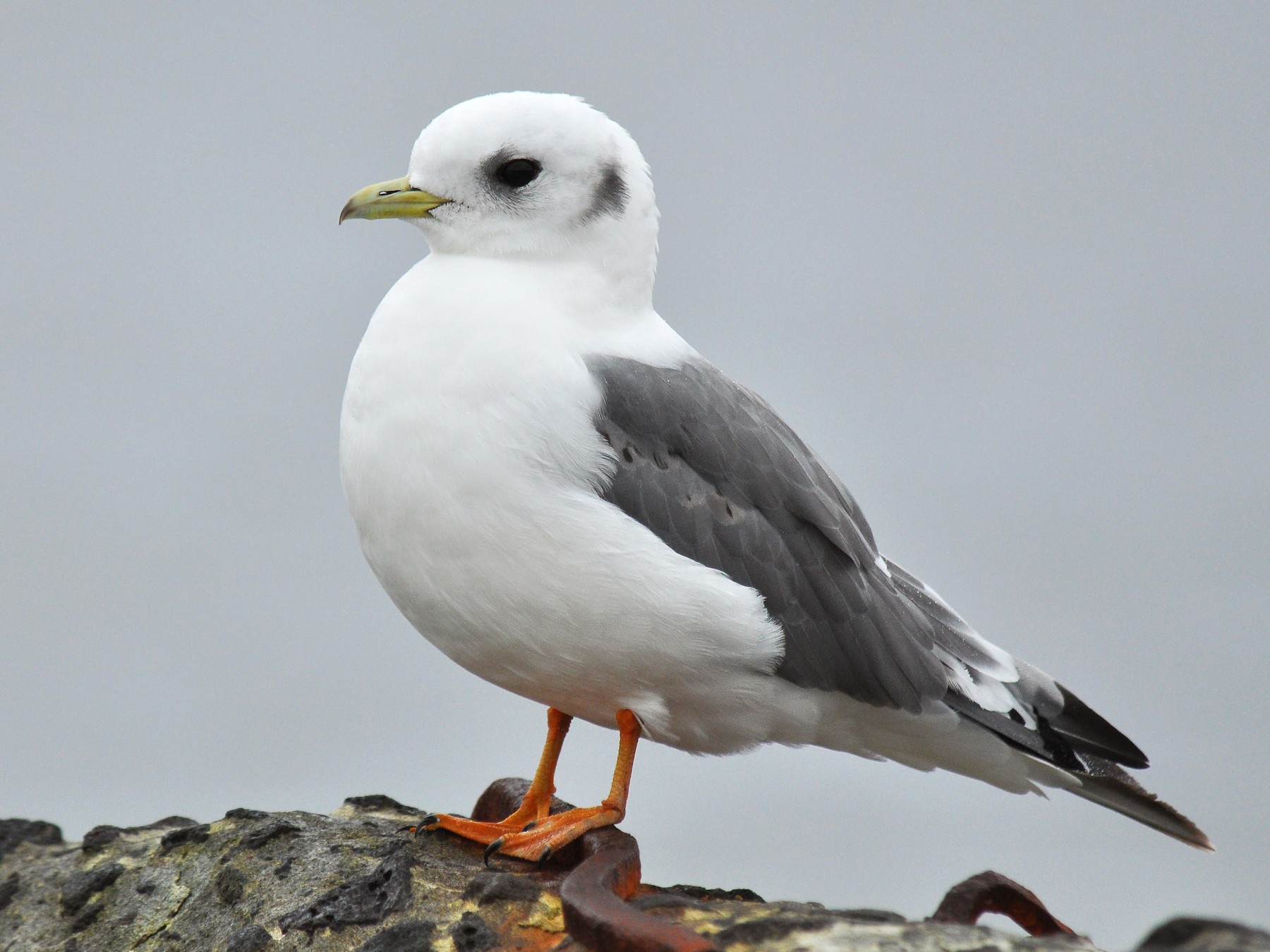Red-legged Kittiwake - eBird Québec