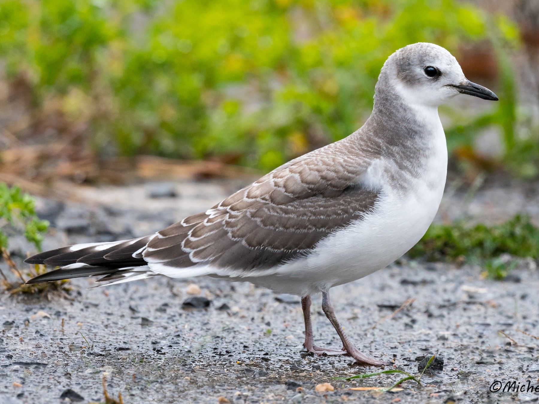 Sabine's Gull - eBird
