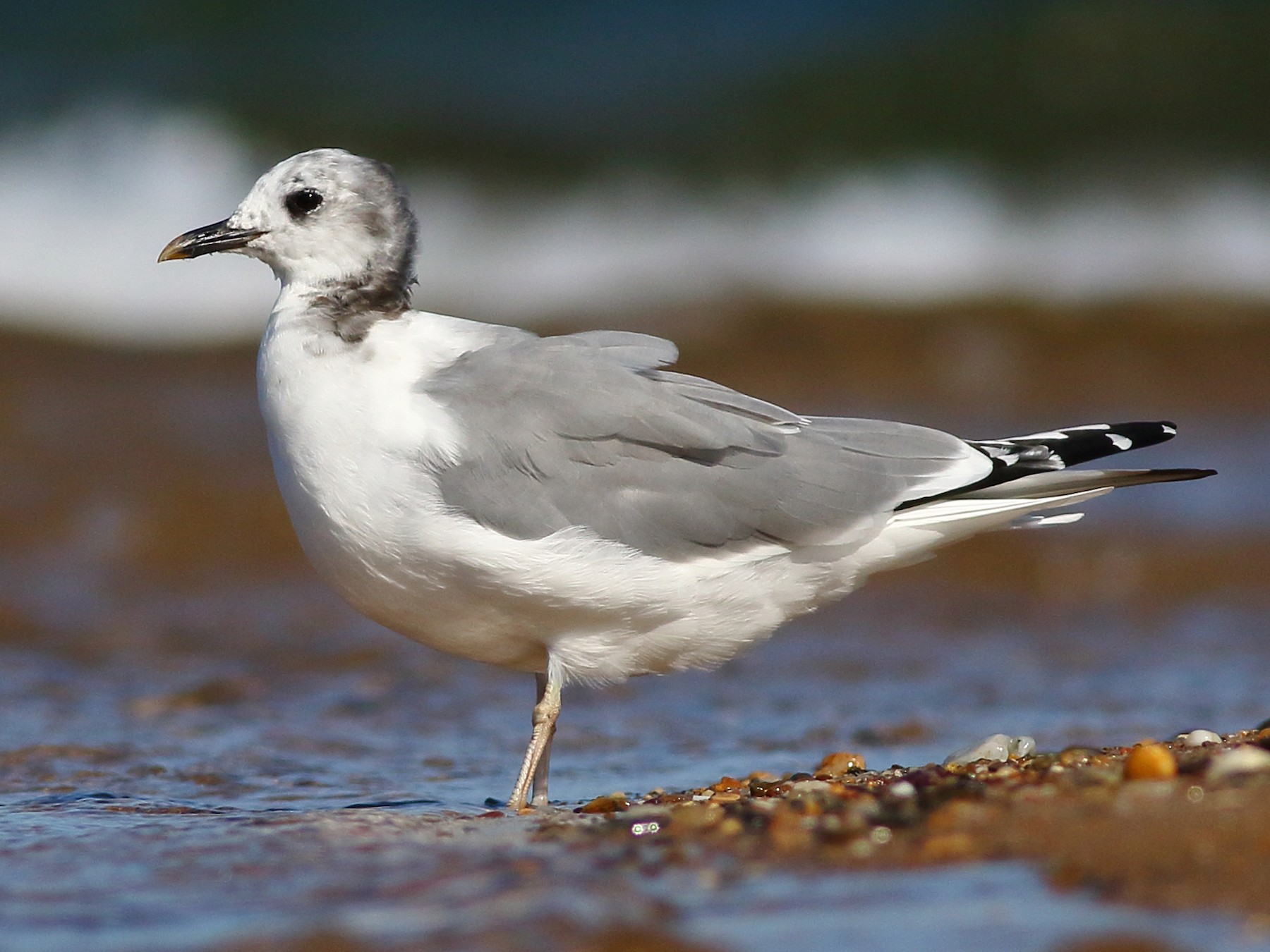 Sabine's Gull - eBird