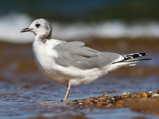 Sabine's Gull - eBird